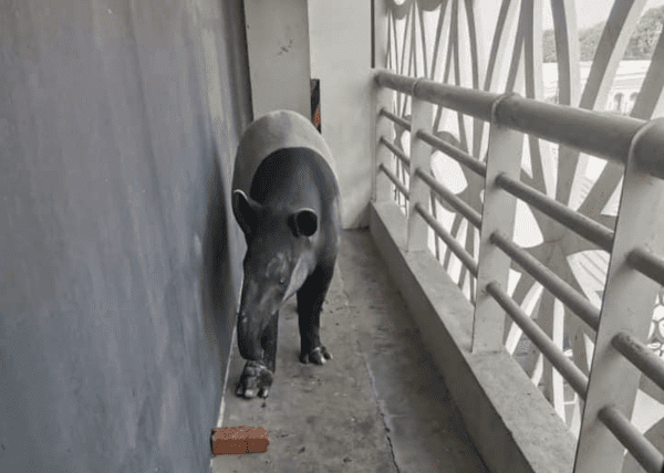 Wild Animals Showing Up In Our Concrete Jungles As Their Habitats ...
