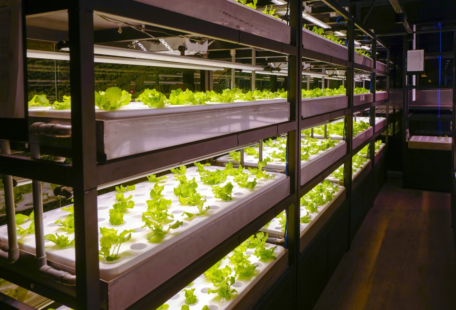 Green And Gourmet: 5 Eco-Conscious Dining Spots In Malaysia